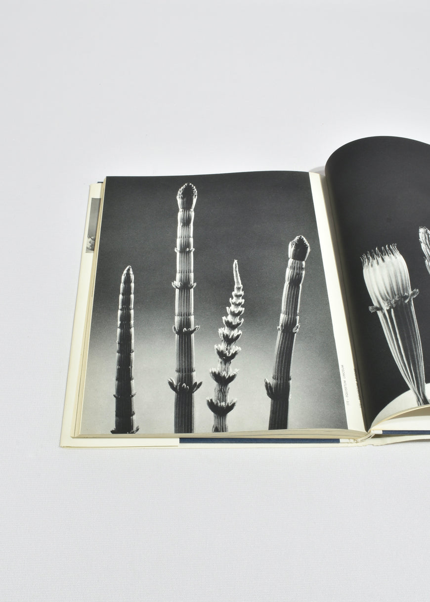 Nature as Designer — Casa Shop